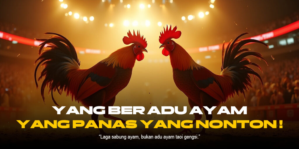 Sabung Ayam: Tradisi, Kontroversi, dan Perkembangannya di Indonesia ...